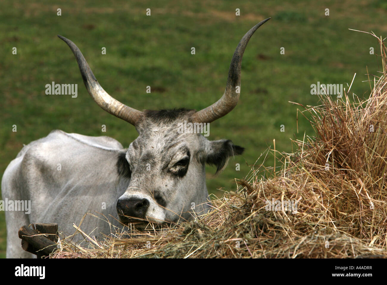Maremma cow Italy Stock Photo - Alamy
