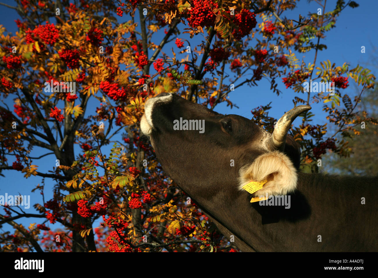 Cow eating berries of mountain ash tree Valle dei Mocheni Trentino Alto ...