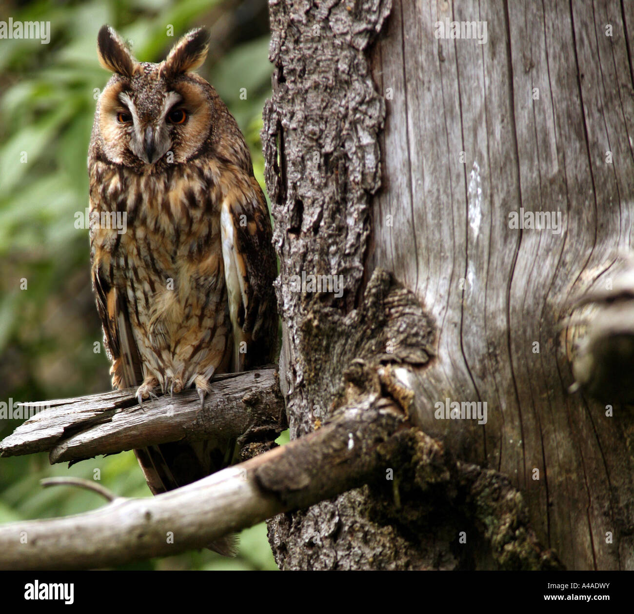 Long eared owl Italy Stock Photo - Alamy