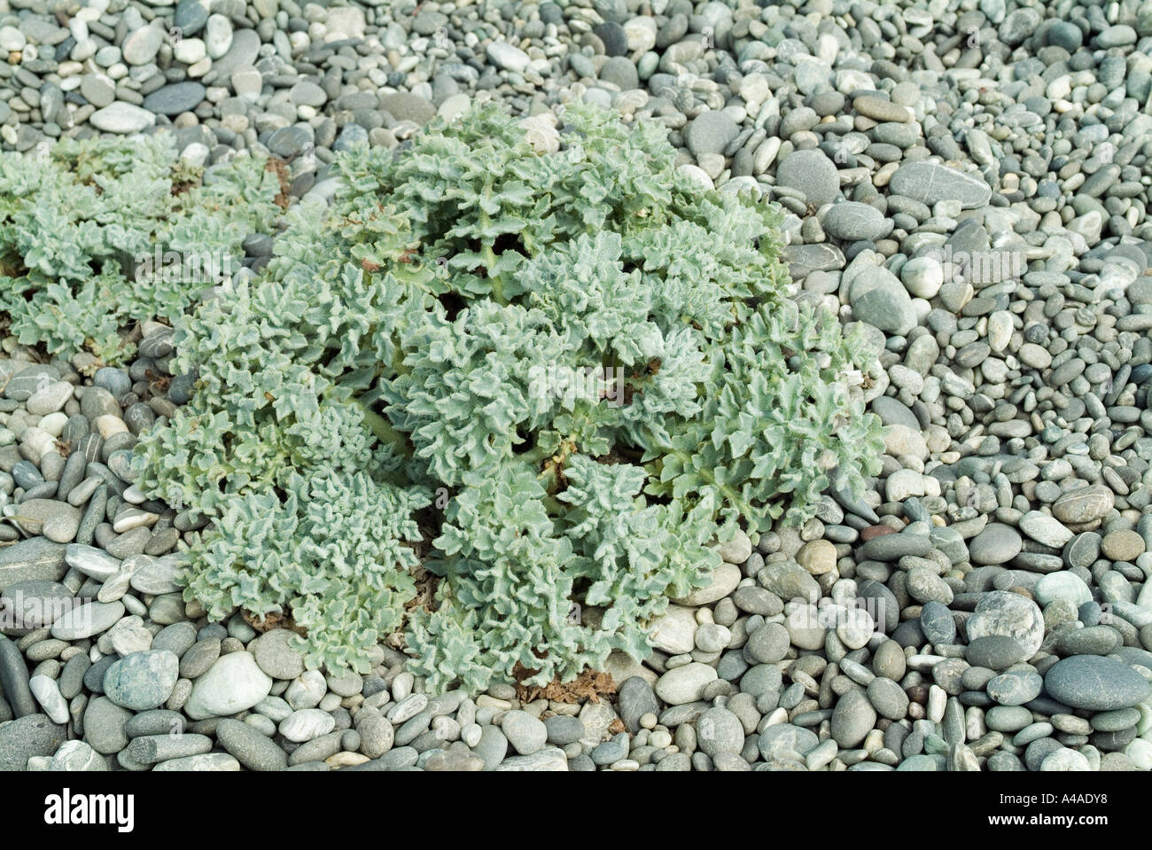 Extremely hardy plant growing on Kaitorere Spit among the stones and ...