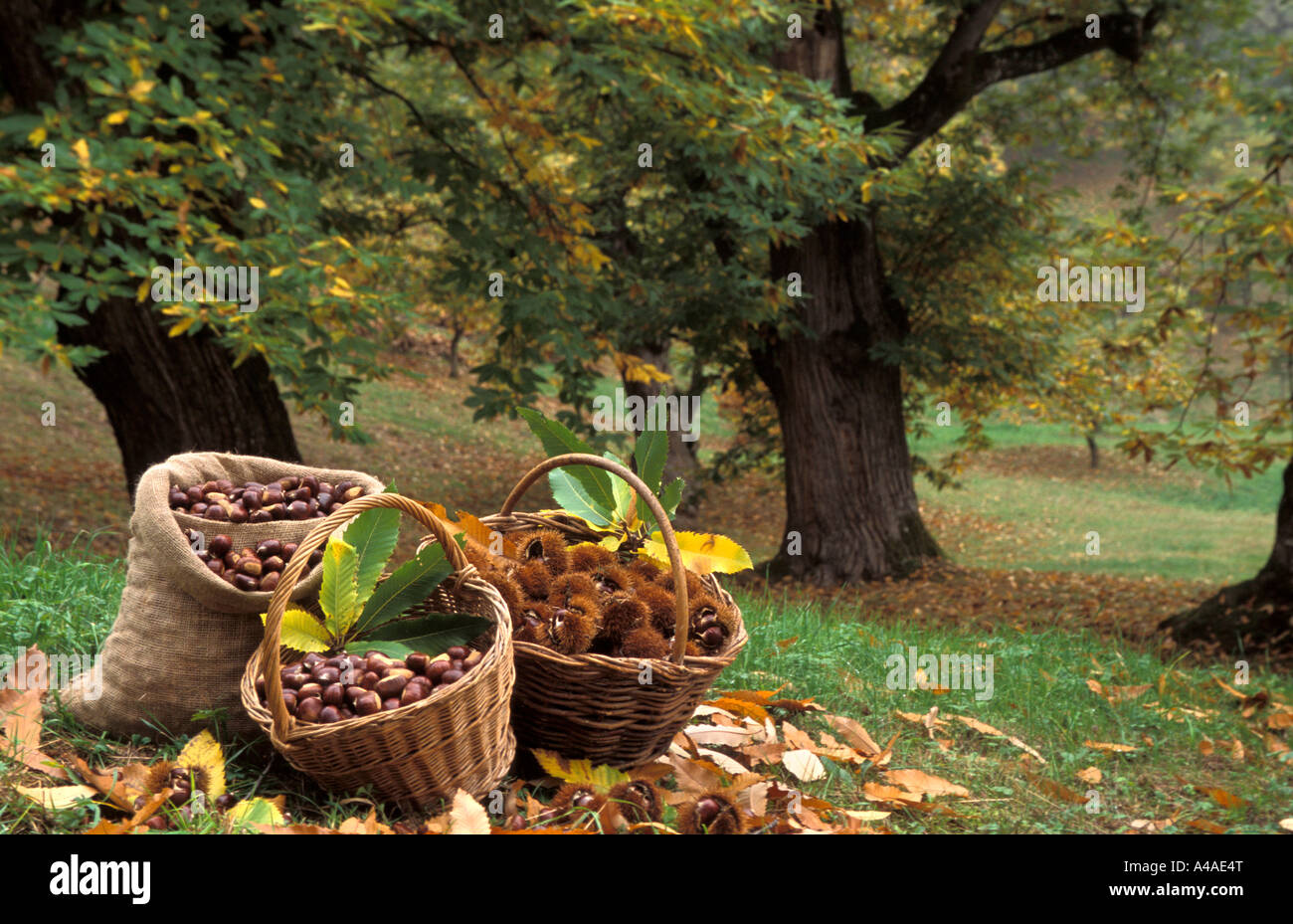Drena chestnut hi-res stock photography and images - Alamy