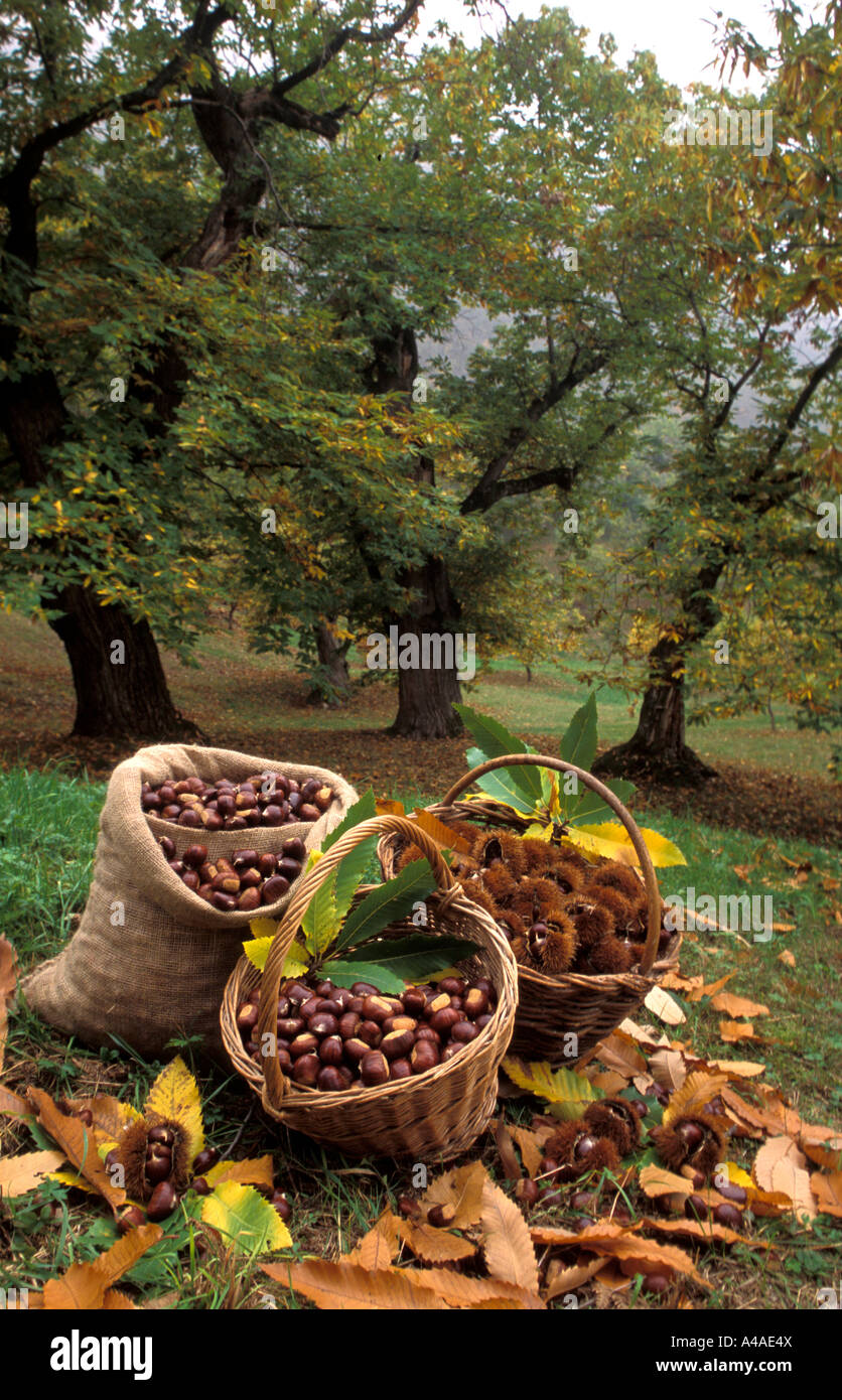 Chestnut harvest Drena Trentino Alto Adige Italy Stock Photo - Alamy