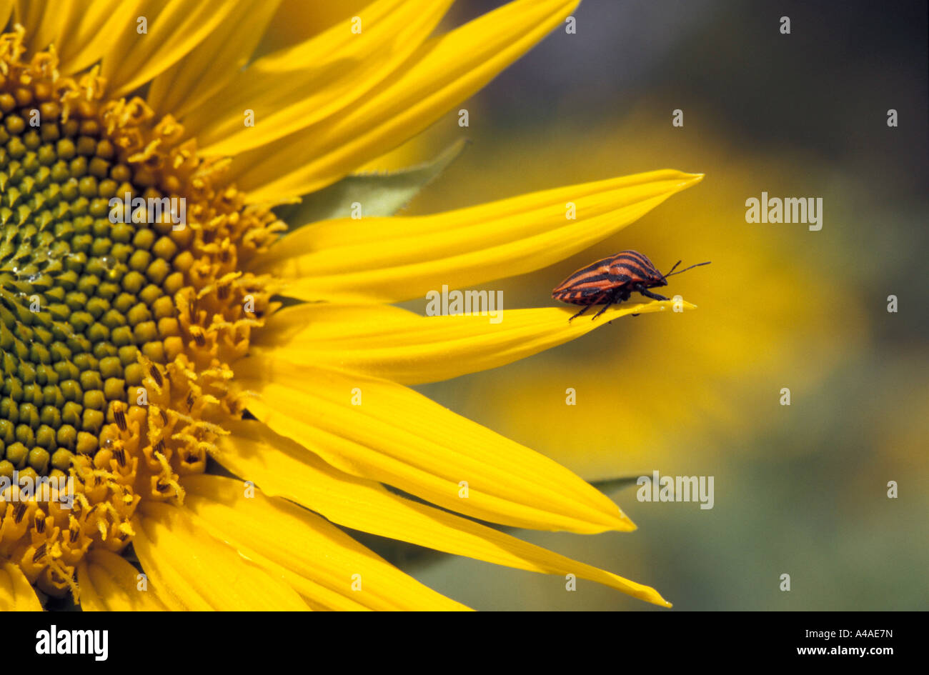 Bug on sunflower Neighbourhood of Montpellier France Europe Stock Photo ...