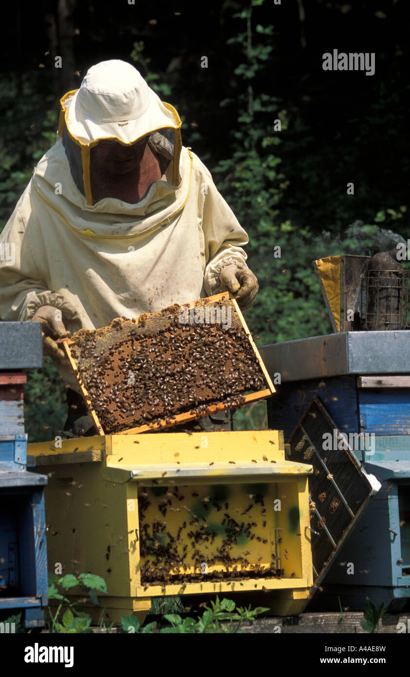 Girardelli beekeeping Mori Trentino Alto Adige Italy Stock Photo - Alamy