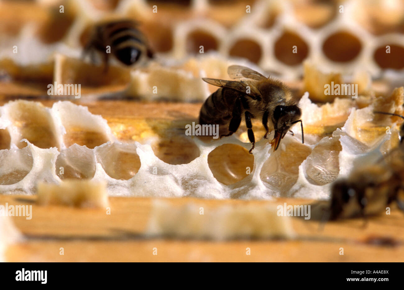 Bees Girardelli beekeeping Mori Trentino Alto Adige Italy Stock Photo ...