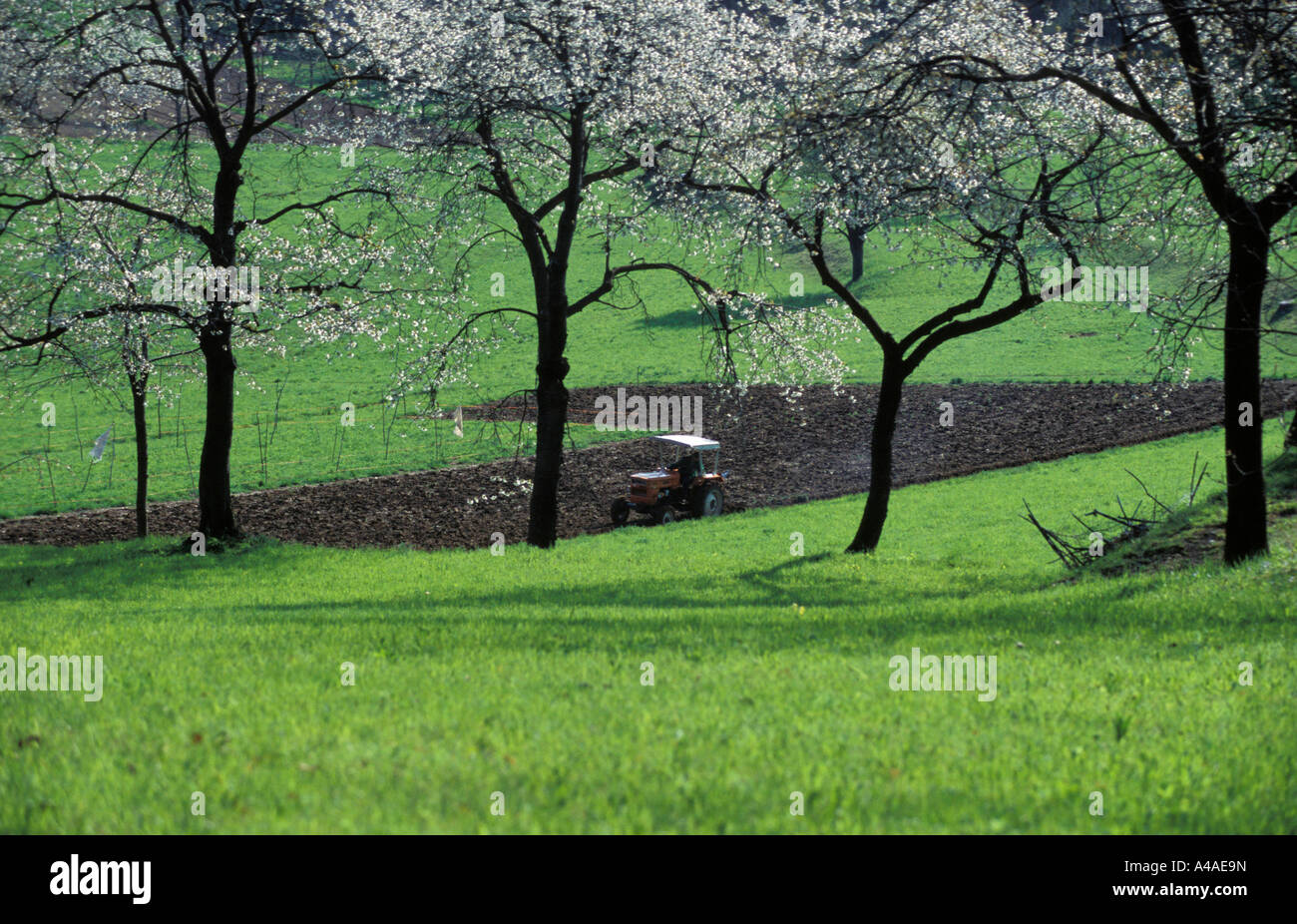 Cherry trees in spring Trentino Alto Adige Italy Stock Photo - Alamy