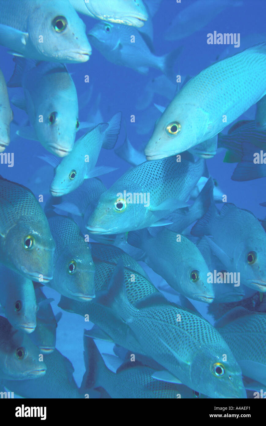 School of gray snappers underwater off the island of Cozumel in Mexico ...