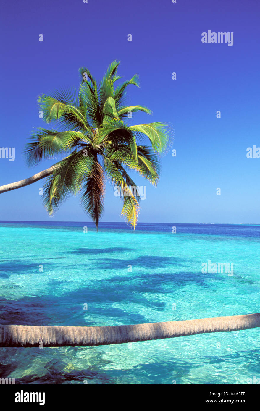 Tree over water hi-res stock photography and images - Alamy
