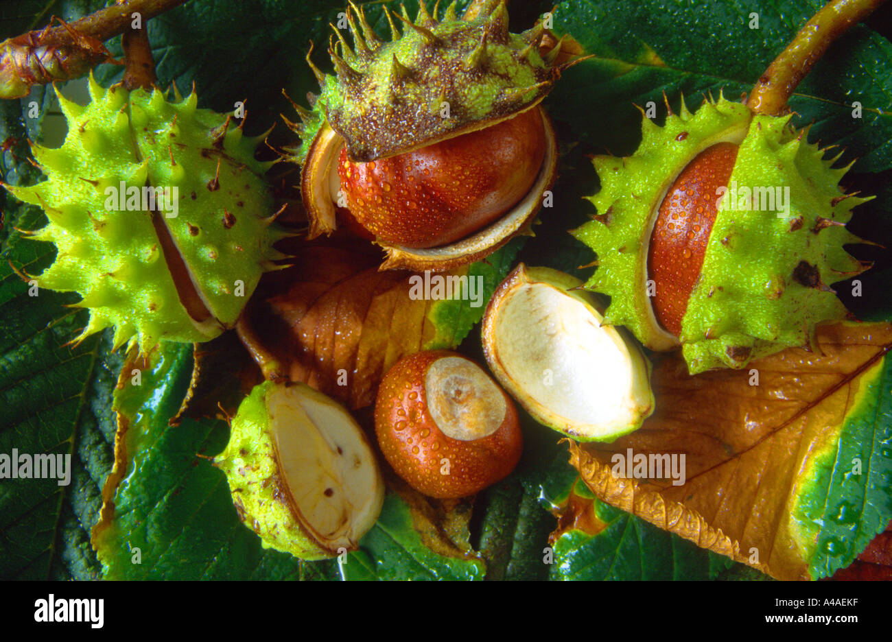 Horse Chestnut - conkers Stock Photo - Alamy