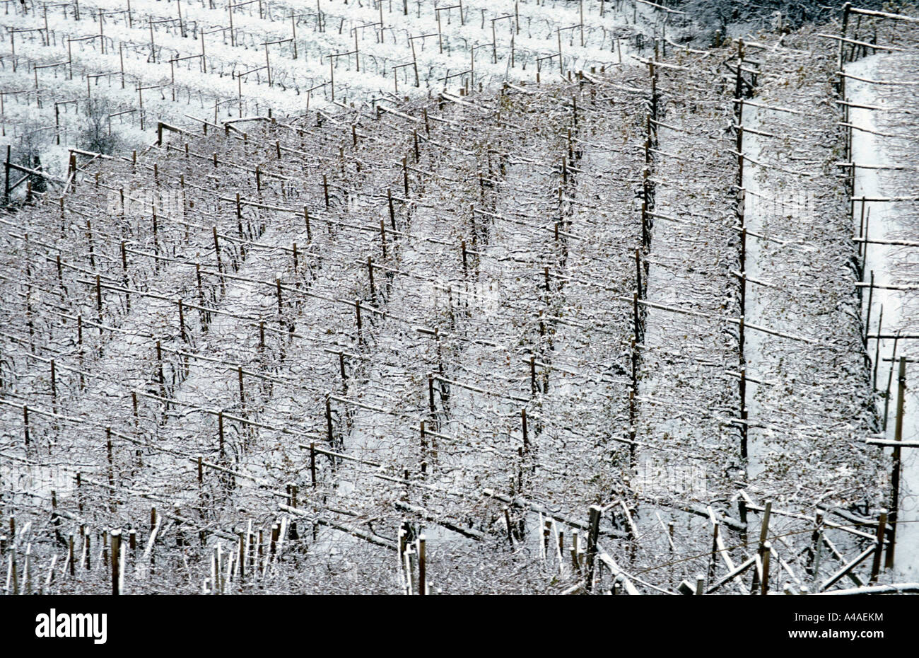 Vineyard covered with snow Val di Cembra Trentino Alto Adige Italy ...