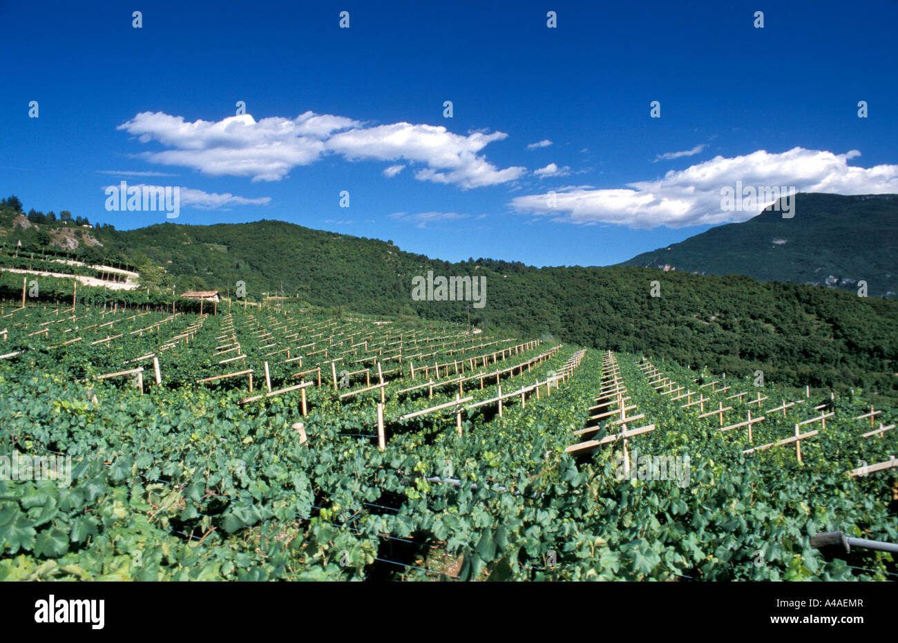 Vineyard vallagarina trentino alto adige hi-res stock photography and ...