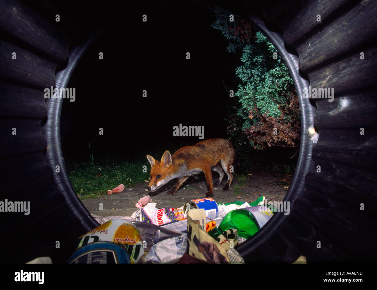 Fox Bin High Resolution Stock Photography and Images - Alamy