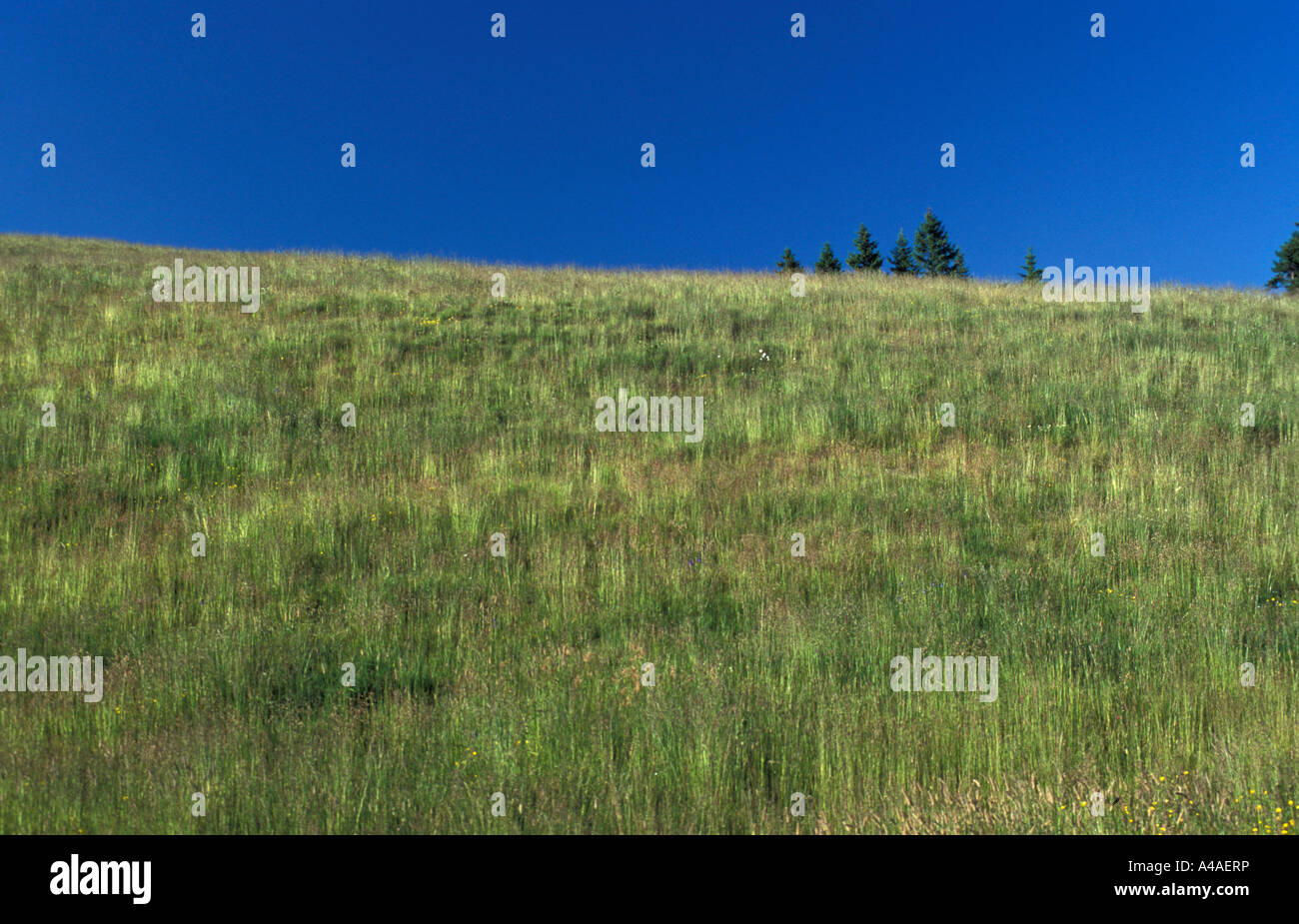 Alpine grassland vegetation hi-res stock photography and images - Alamy