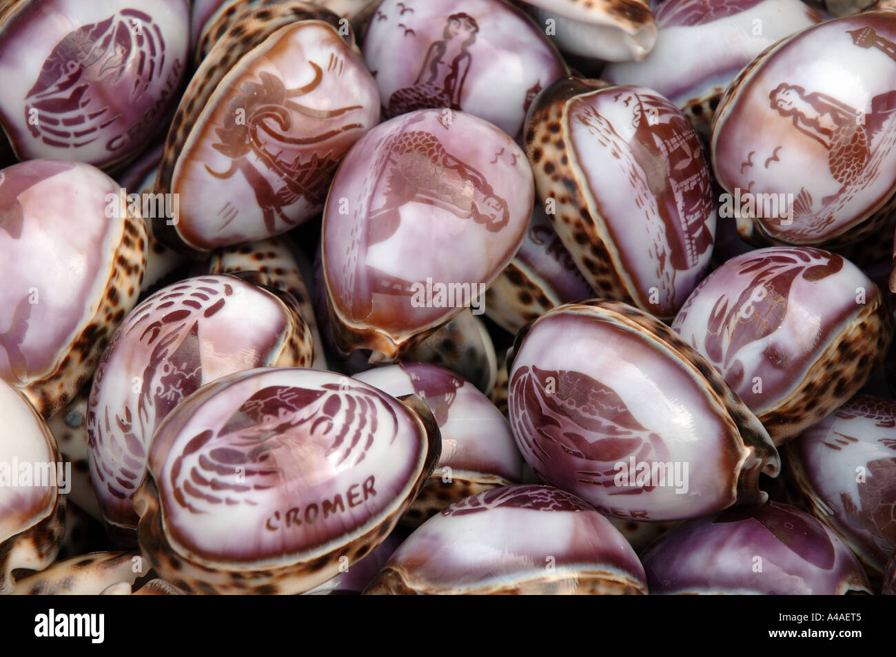 painted shells, Cromer, Norfolk, England, UK Stock Photo - Alamy
