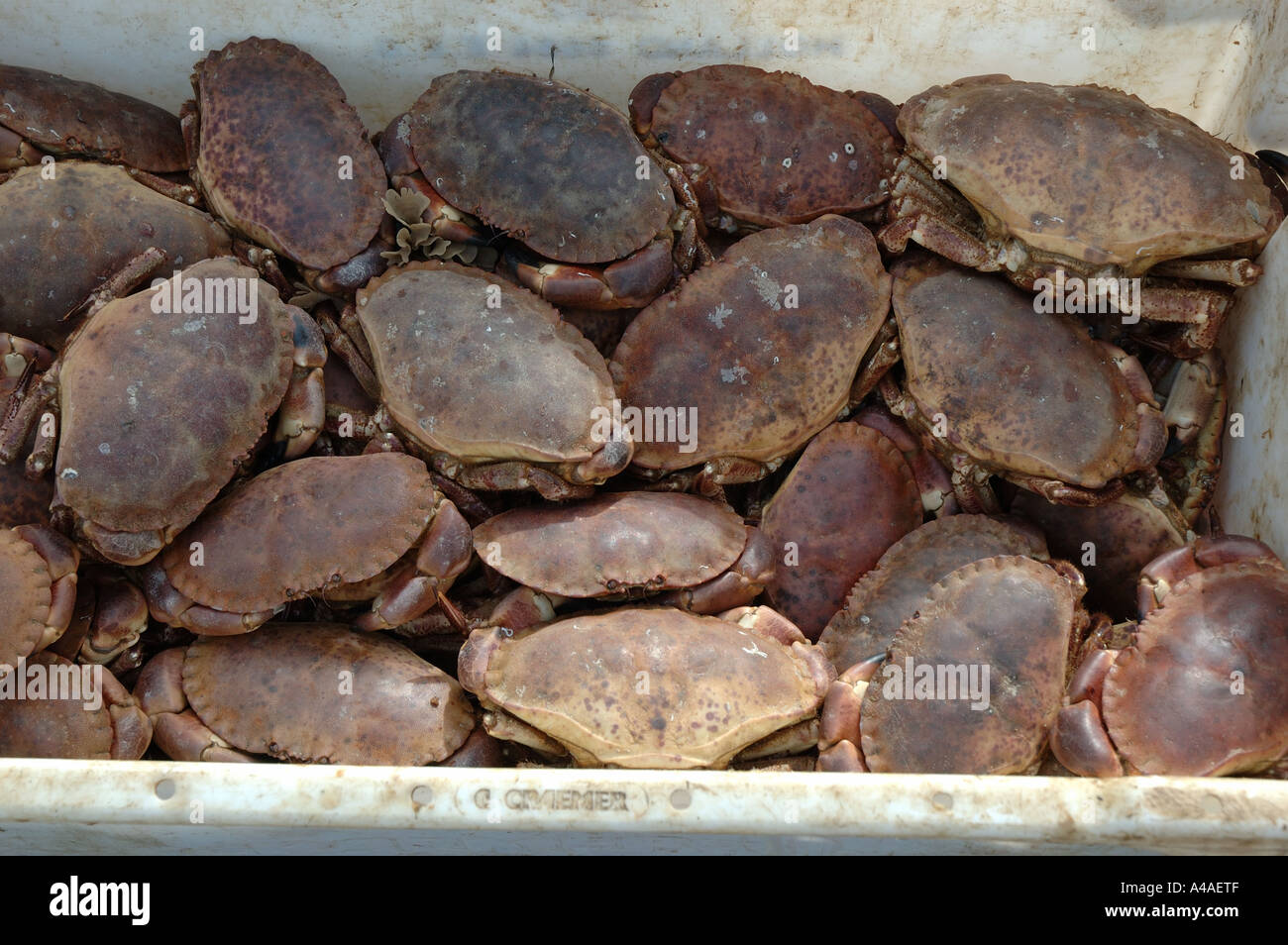 Container of crabs hi-res stock photography and images - Alamy