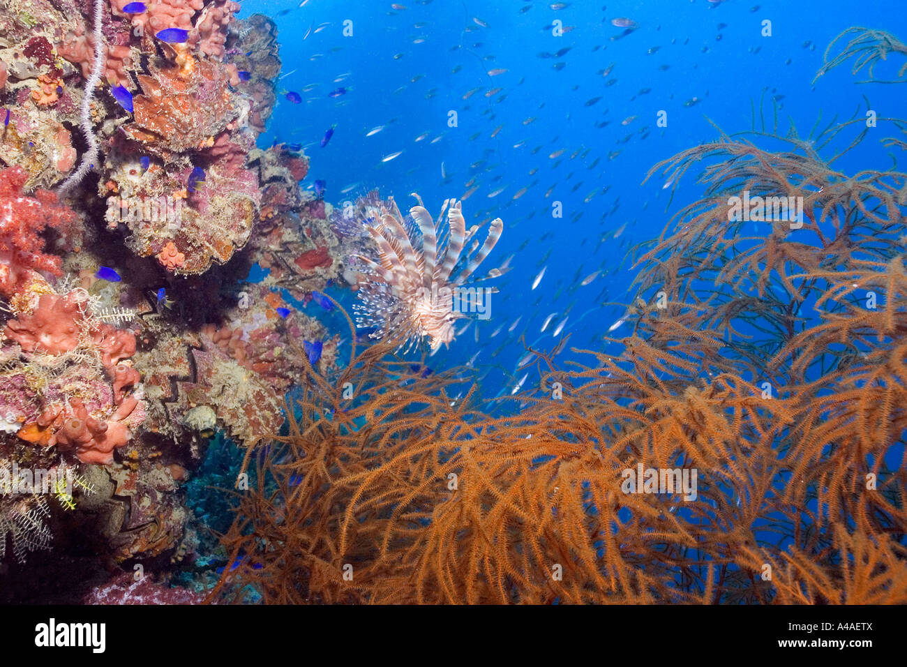 Lionfish Pterois volitans and soft coral Rumphella sp and frame ...