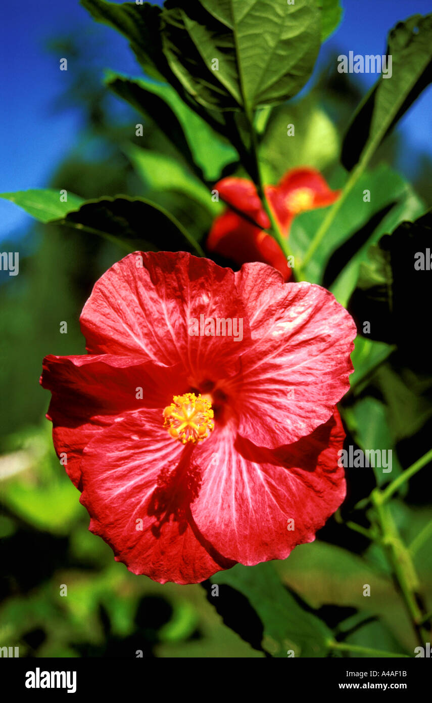 Cook Islands Atiu Red Hibiscus Stock Photo - Alamy