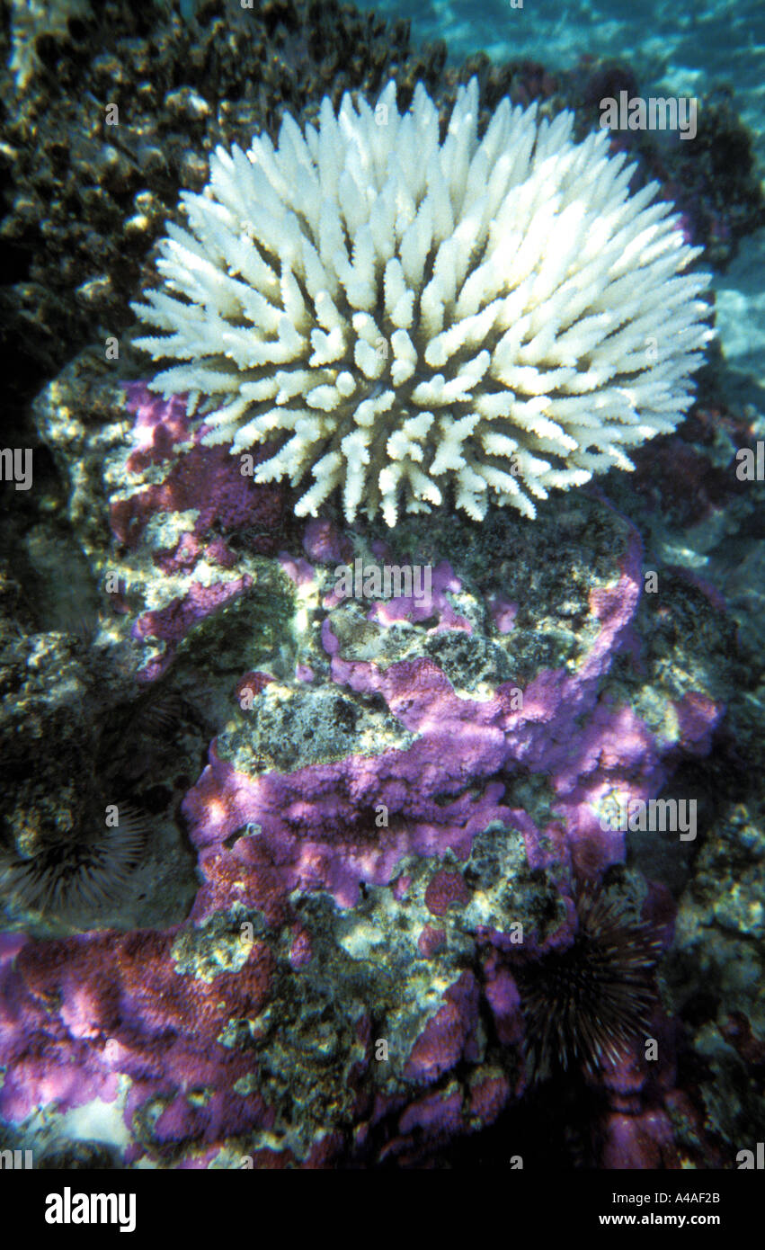 Cook Islands Aitutaki Coral underwater Stock Photo - Alamy