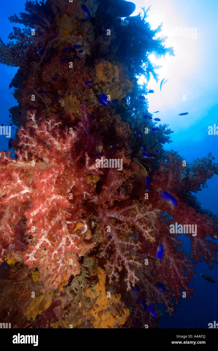 Shinkoku maru hi-res stock photography and images - Alamy