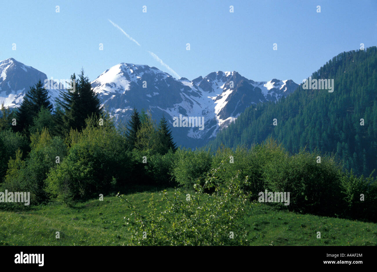 Alpine grassland Lagorai mountain Trentino Alto Adige Italy Stock Photo ...