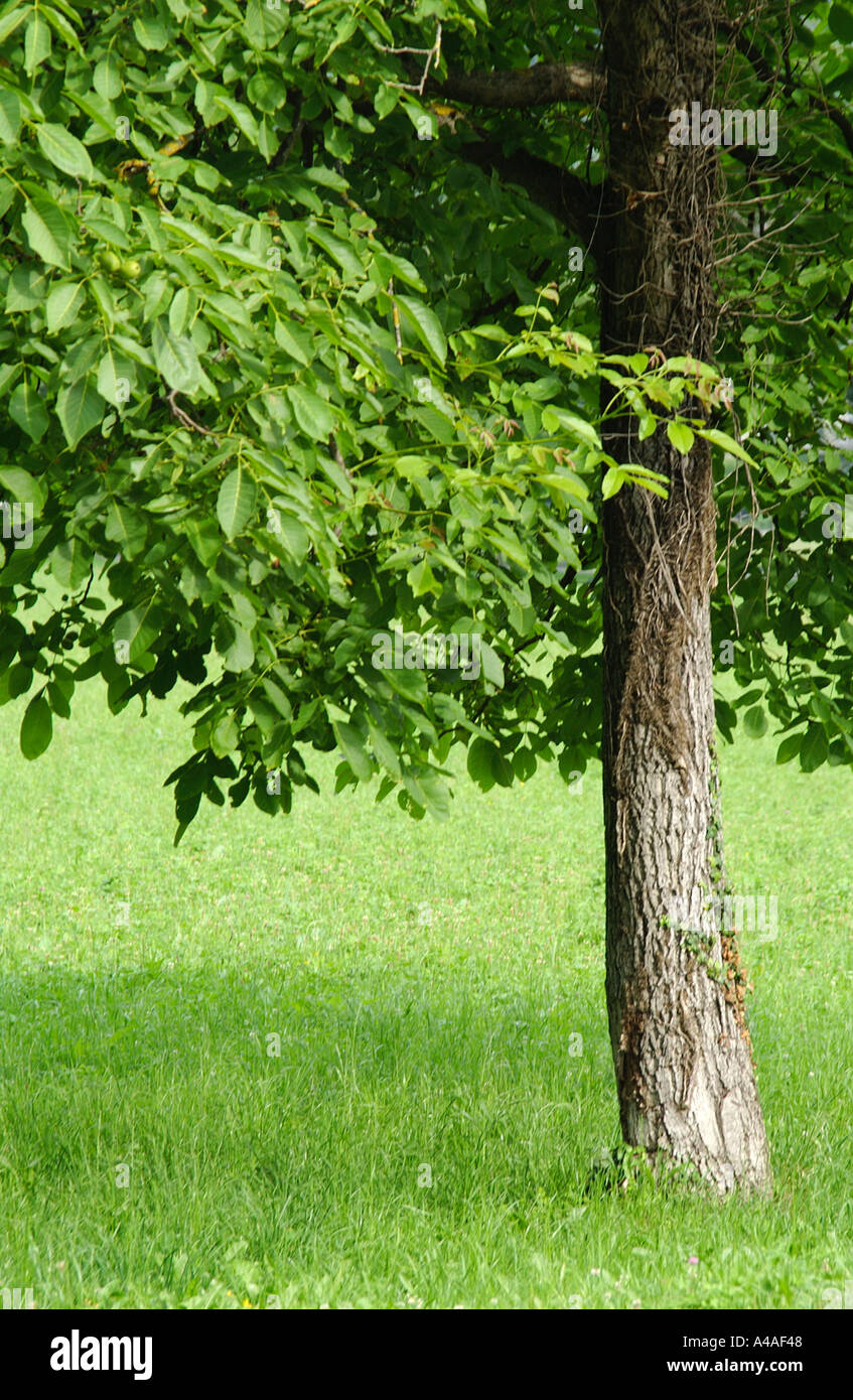 Tree growing on lawn Stock Photo - Alamy