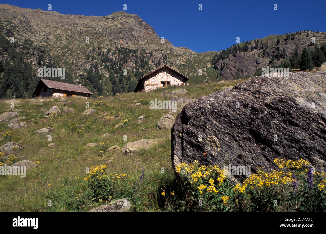 Malga Mare Val di Pejo Stelvio national park Trentino Alto Adige Italy ...