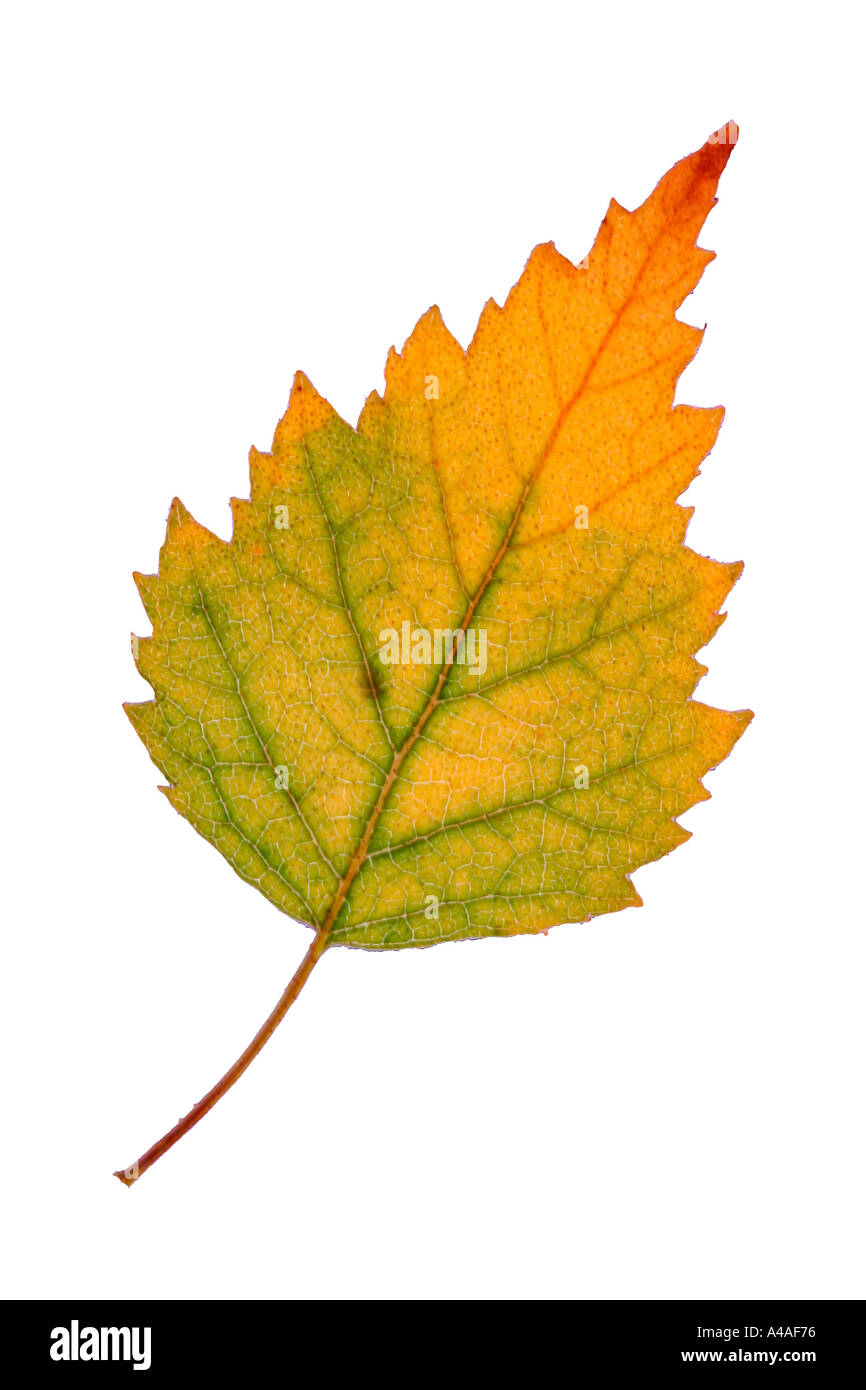 Leaf of Silver Birch tree on white background Stock Photo - Alamy