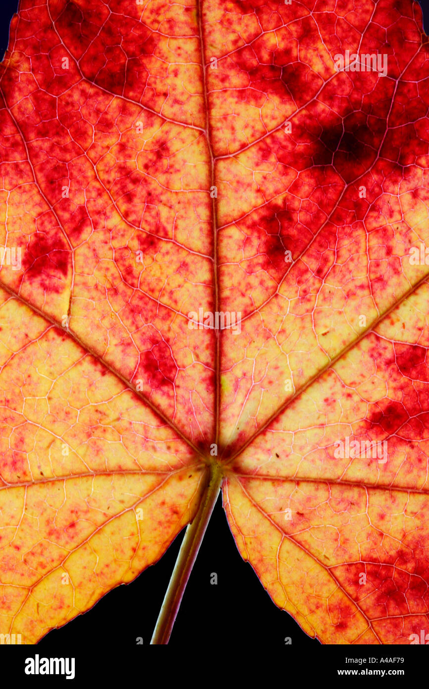 Liquidamber tree autumn leaves hi-res stock photography and images - Alamy