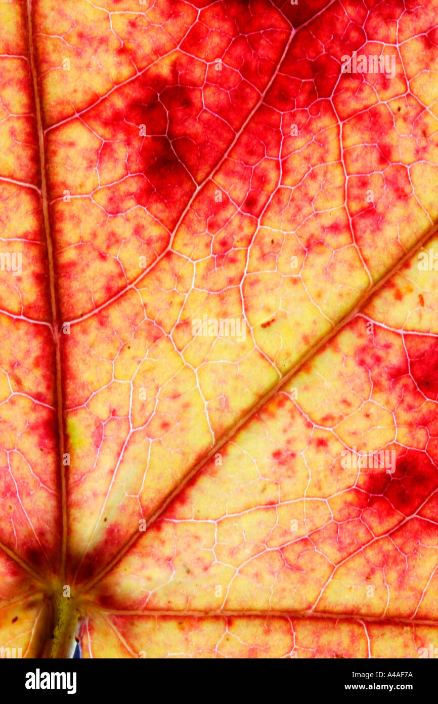 Tree leafs Cut Out Stock Images & Pictures - Alamy