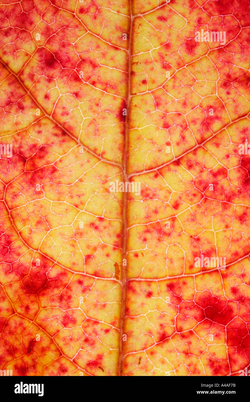Liquidamber tree autumn leaves hi-res stock photography and images - Alamy
