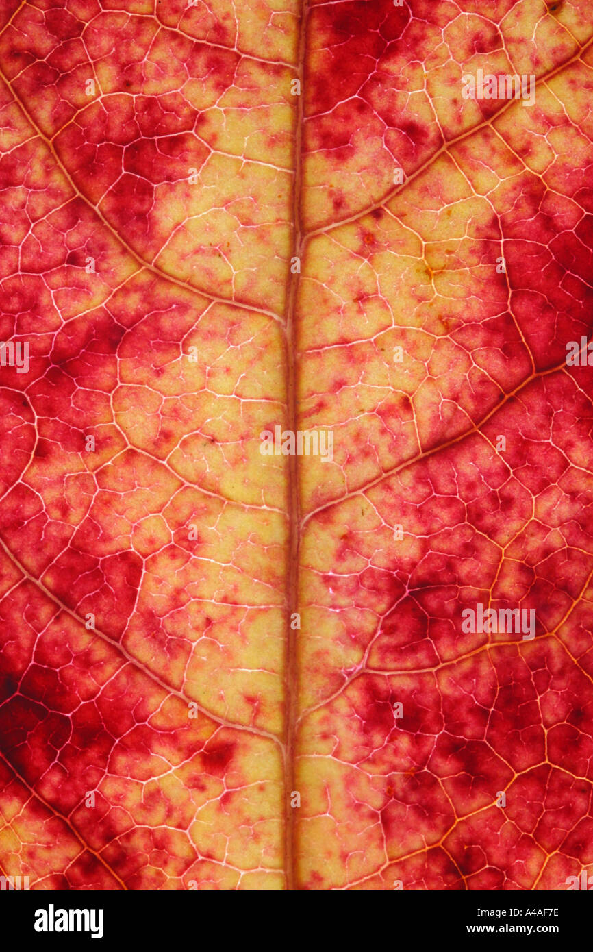 Tree leafs close up Cut Out Stock Images & Pictures - Alamy