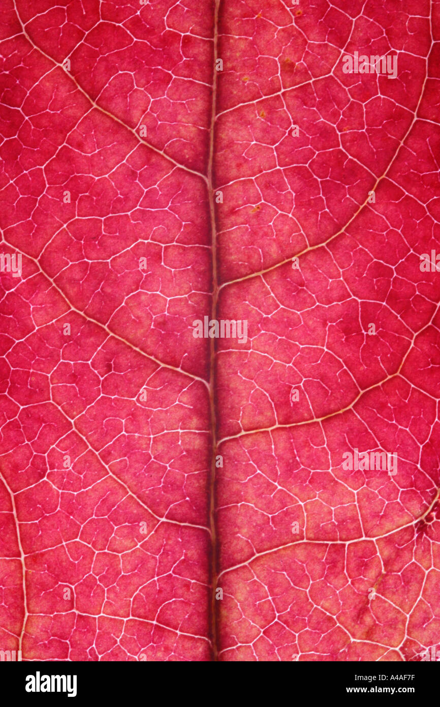 Tree leafs close up Cut Out Stock Images & Pictures - Alamy