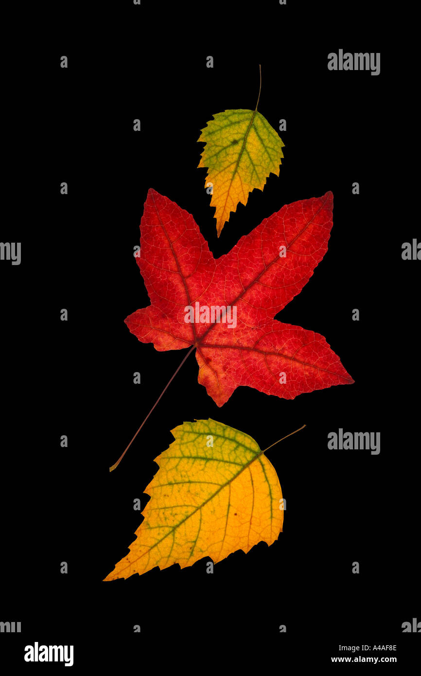 Autumn leaves on black background Stock Photo - Alamy
