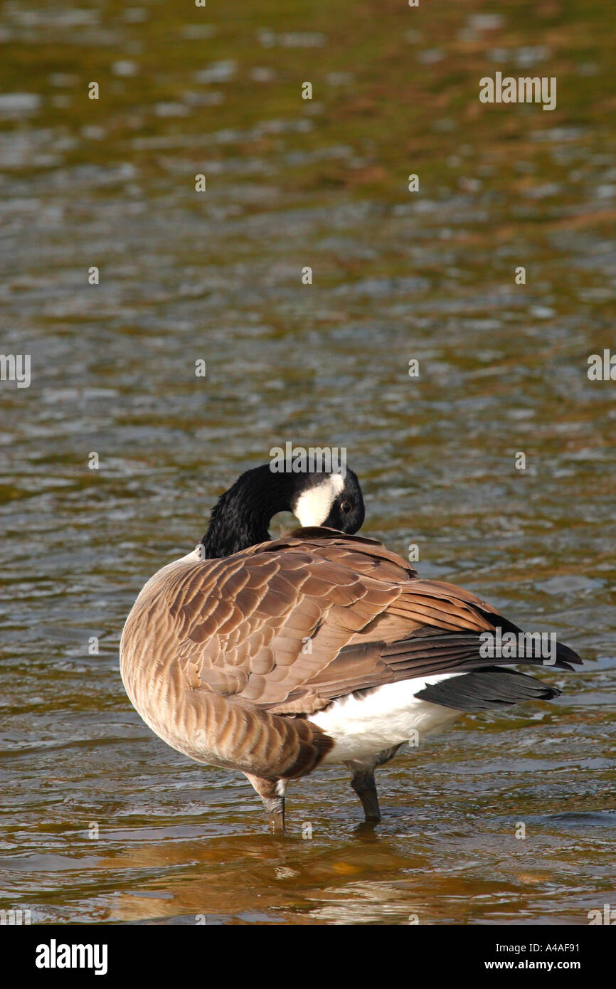 Canada goose aggression hi-res stock photography and images - Alamy