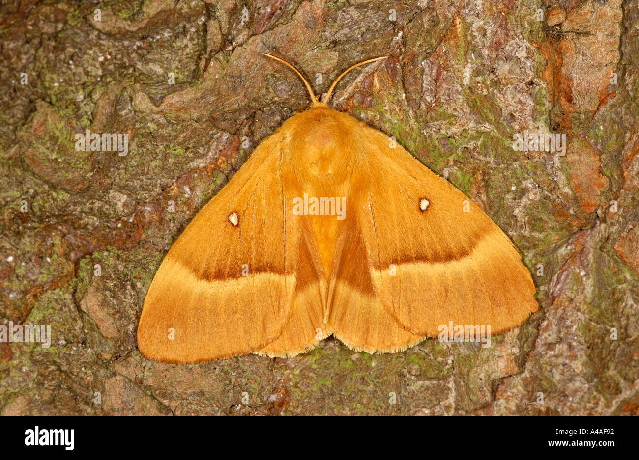 British moth hi-res stock photography and images - Alamy