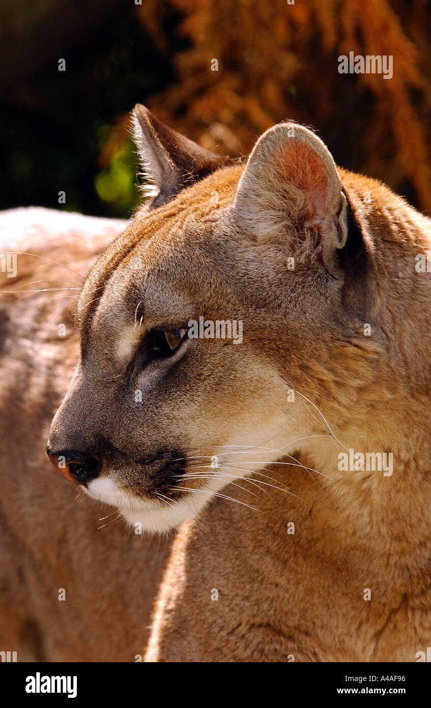 Sleek puma hi-res stock photography and images - Alamy