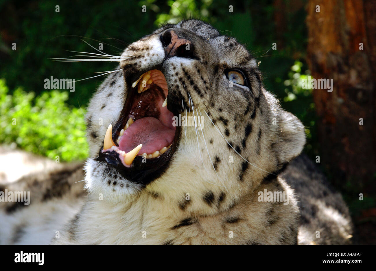 Snow leopards hunting hi-res stock photography and images - Alamy