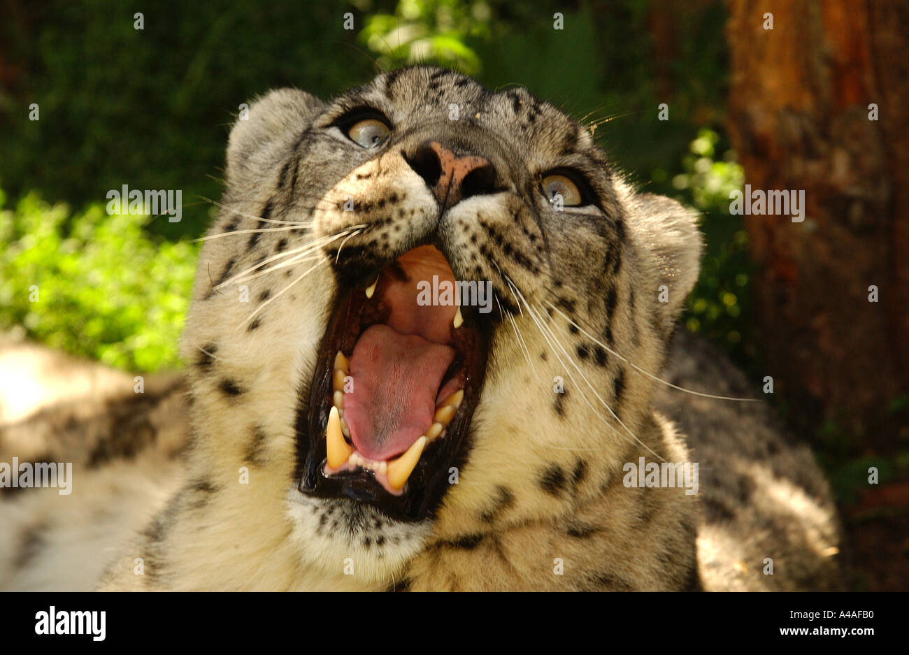Snow leopard snarling hi-res stock photography and images - Alamy