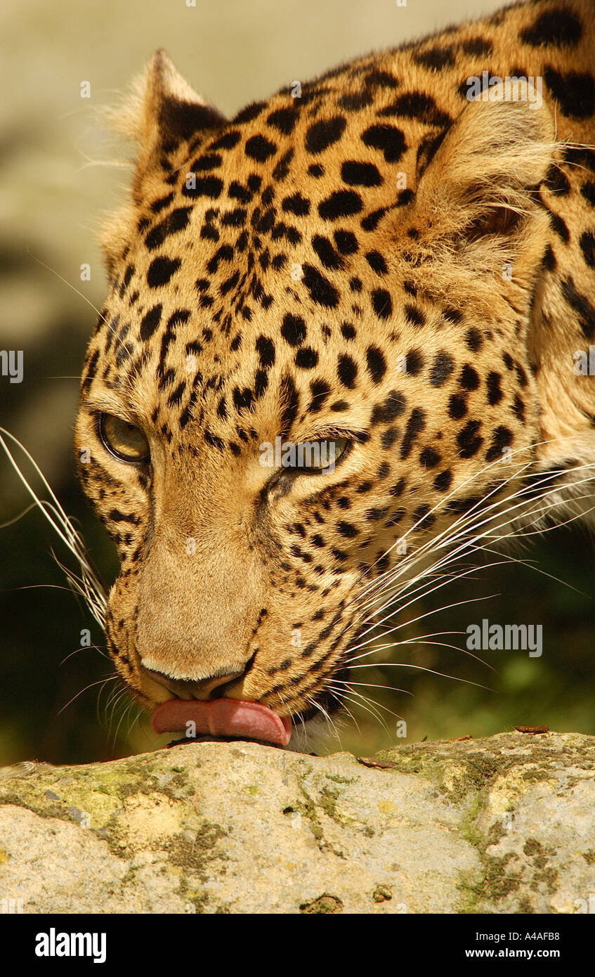 Leopards teeth mouth hi-res stock photography and images - Alamy