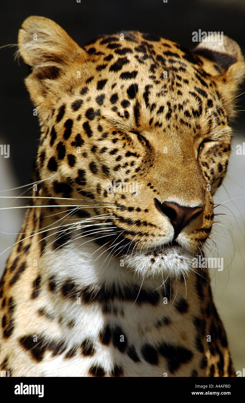 African Leopard (Panthera pardus) with eyes shut Stock Photo - Alamy