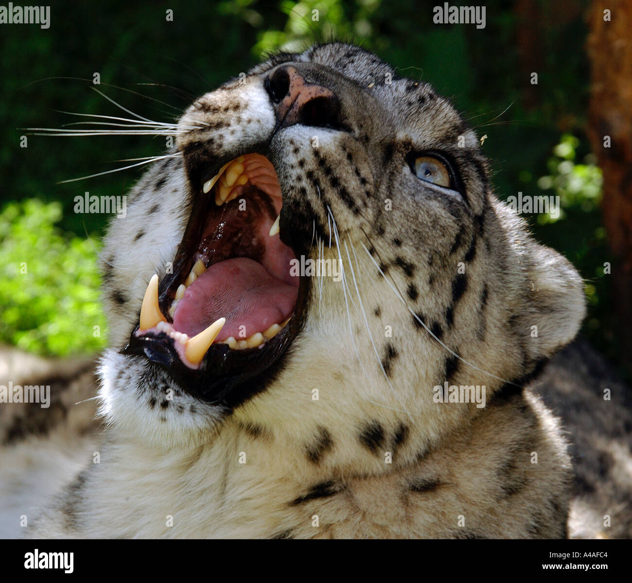 Snow leopards hunting hi-res stock photography and images - Alamy