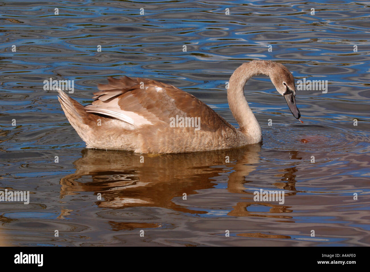 Young swan british bird hi-res stock photography and images - Alamy