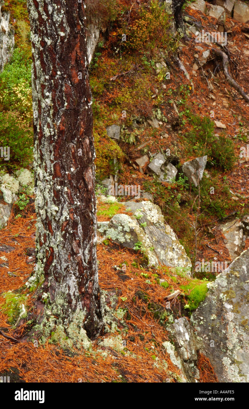 English birch hi-res stock photography and images - Alamy