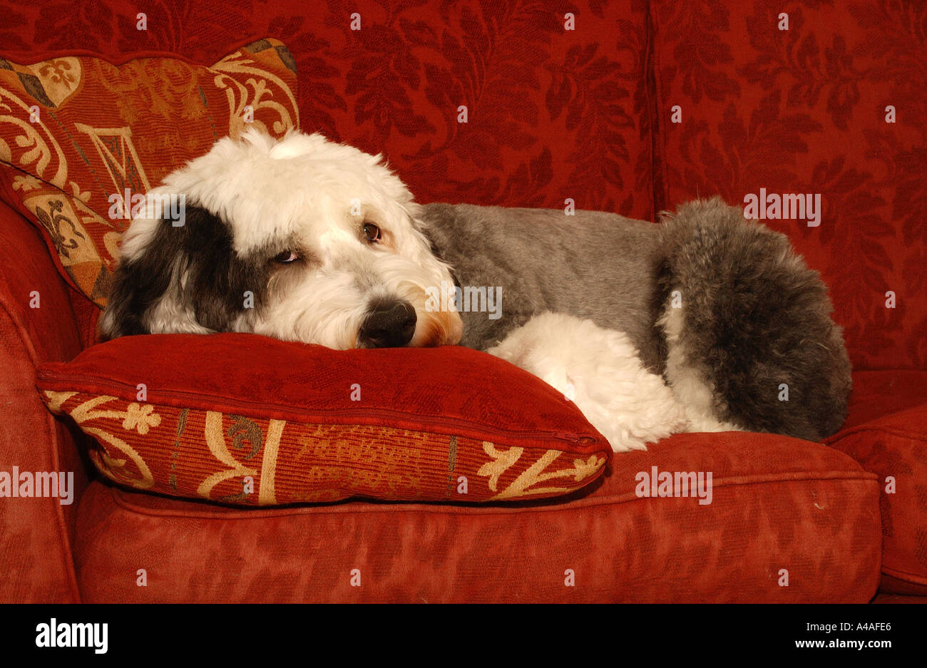 Old English Sheepdog lying on a settee (sofa Stock Photo - Alamy