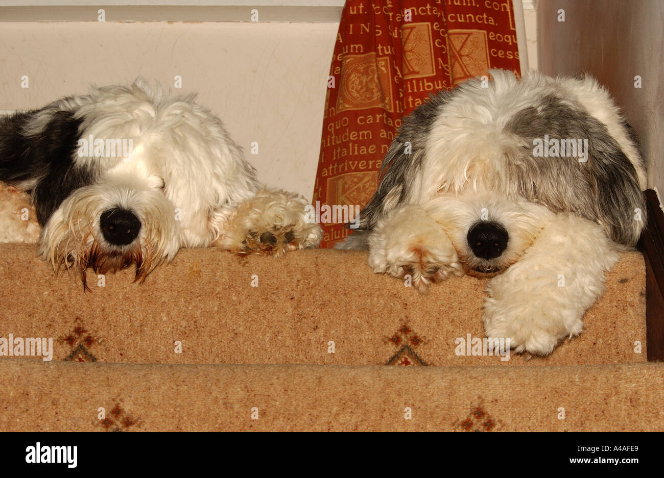 Two Old English Sheepdogs (Bobtails Stock Photo - Alamy