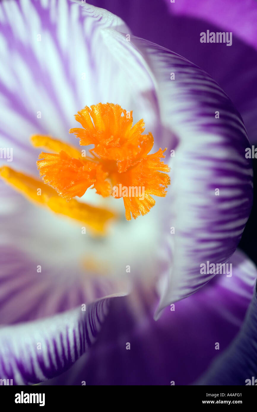 Royal purple crocus hi-res stock photography and images - Alamy