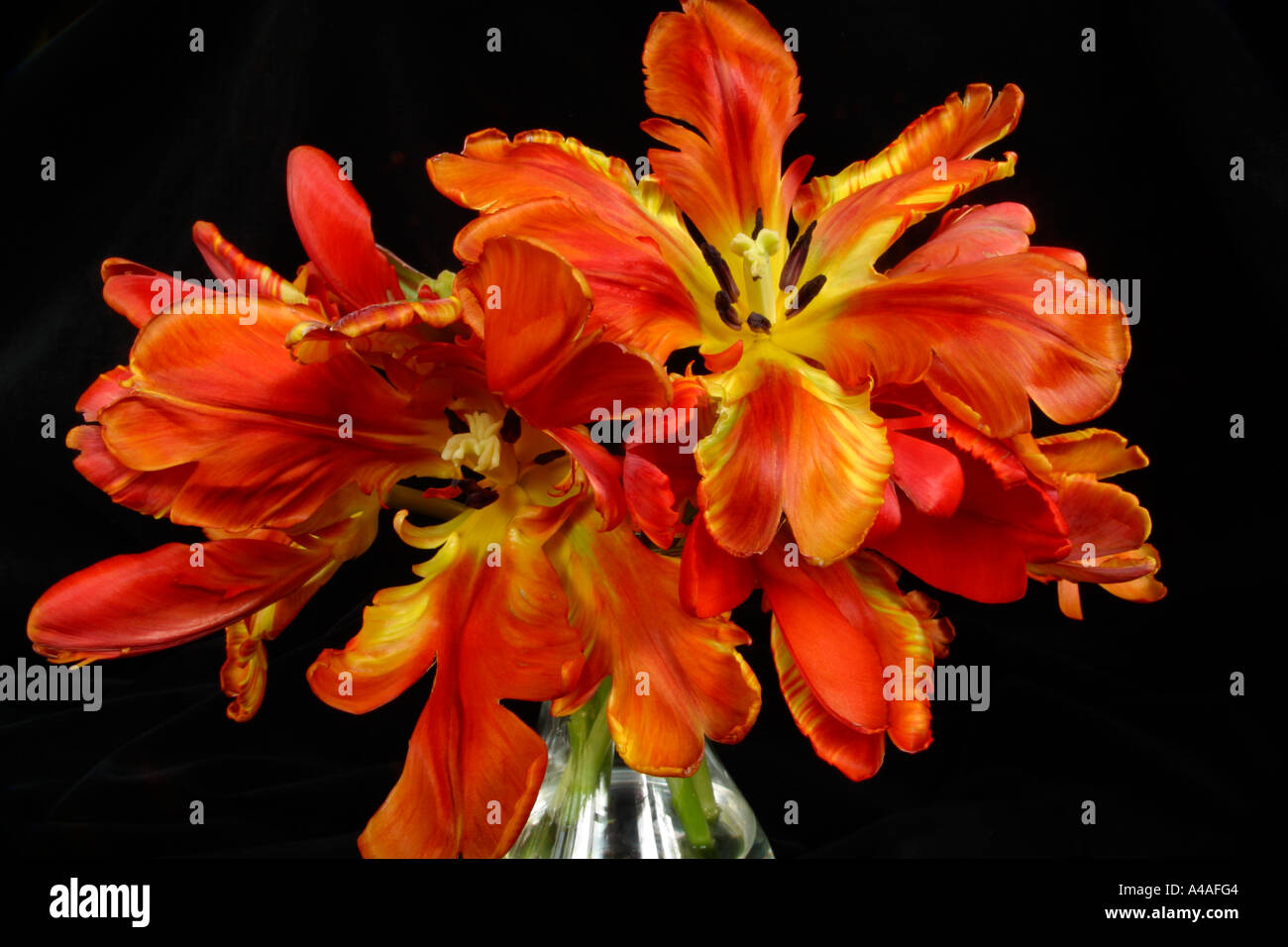 Holland bulb time poster hi-res stock photography and images - Alamy