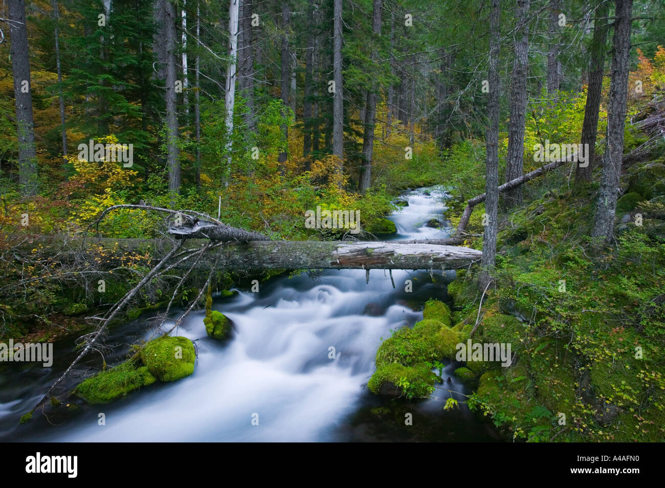 The Roaring River in the central Cascades of Oregon during Autumn Stock ...