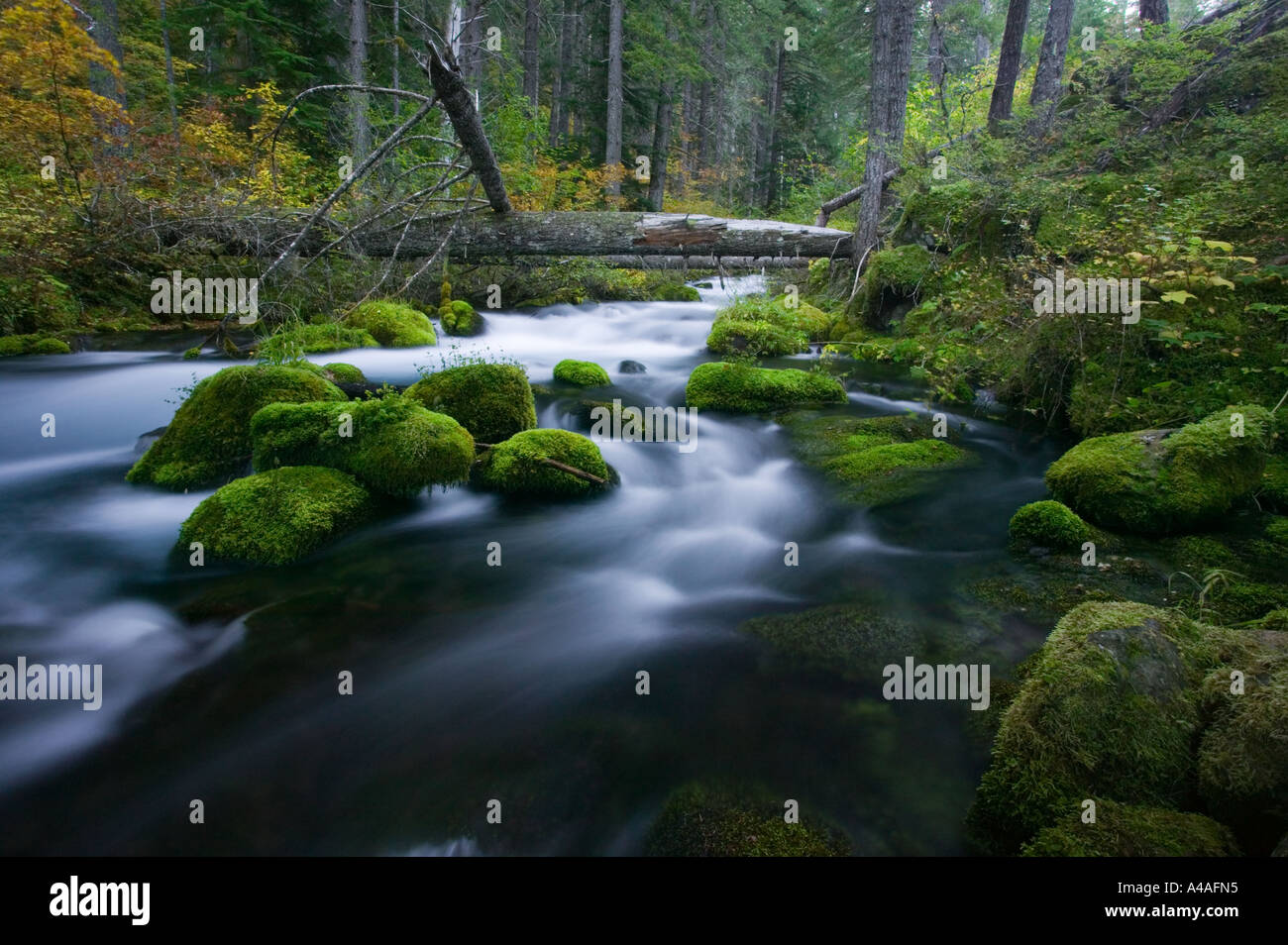 The Roaring River in the central Cascades of Oregon during Autumn Stock ...