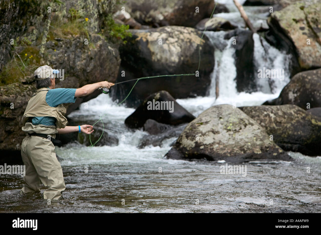 Man fly fishing in Colorado Stock Photo - Alamy